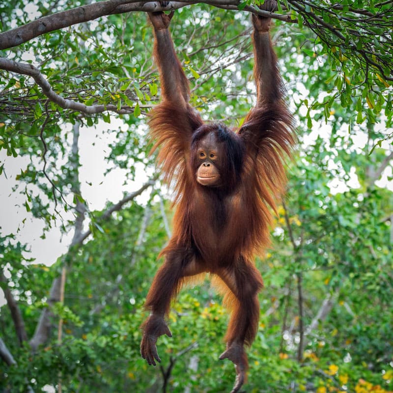 Species360 Conservation Science Alliance research: Improvements in big ...